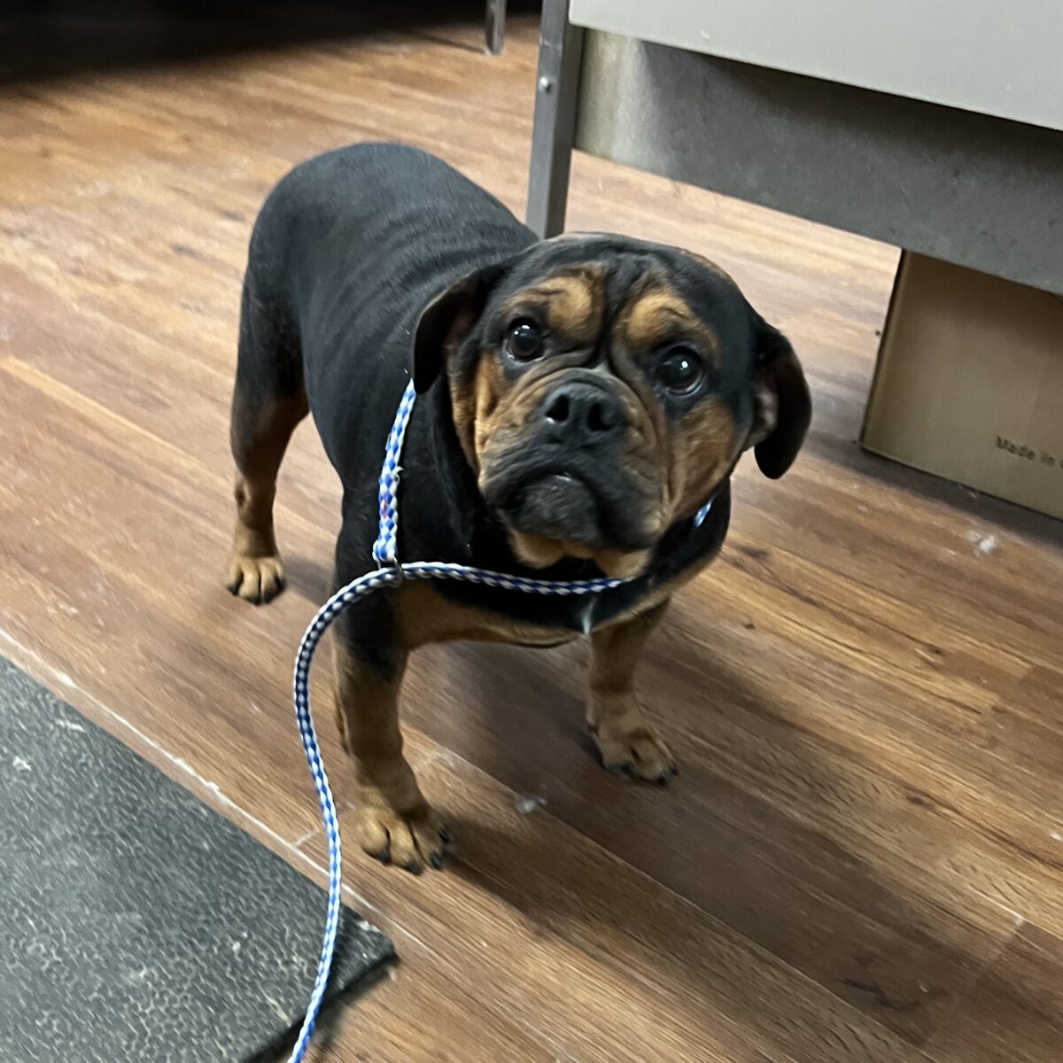 Available Rescues – For U 2 Love