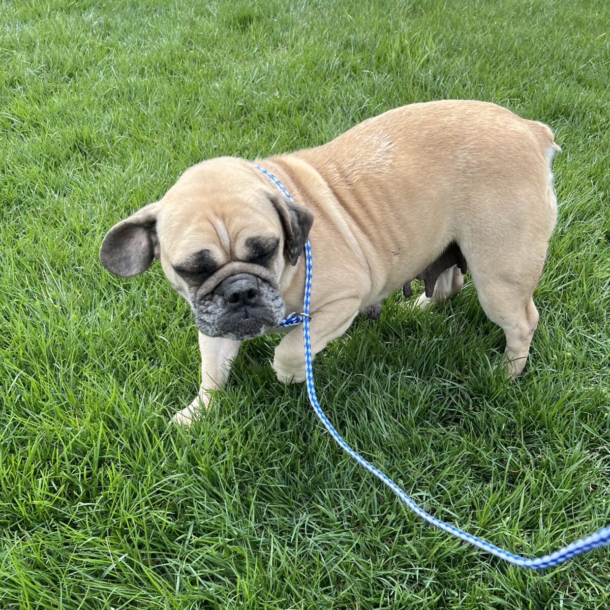 Available Rescues – For U 2 Love